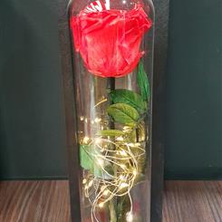 Eternal Red Rose in Glass Dome with LED String Light